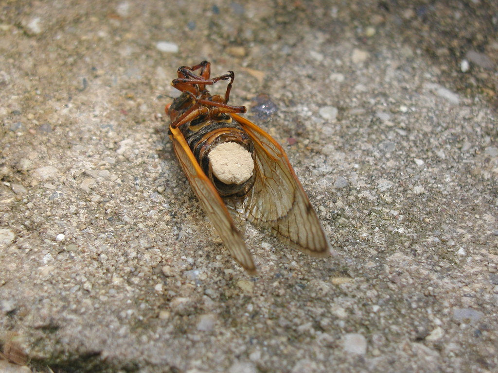 Rise of the Zombie Cicadas