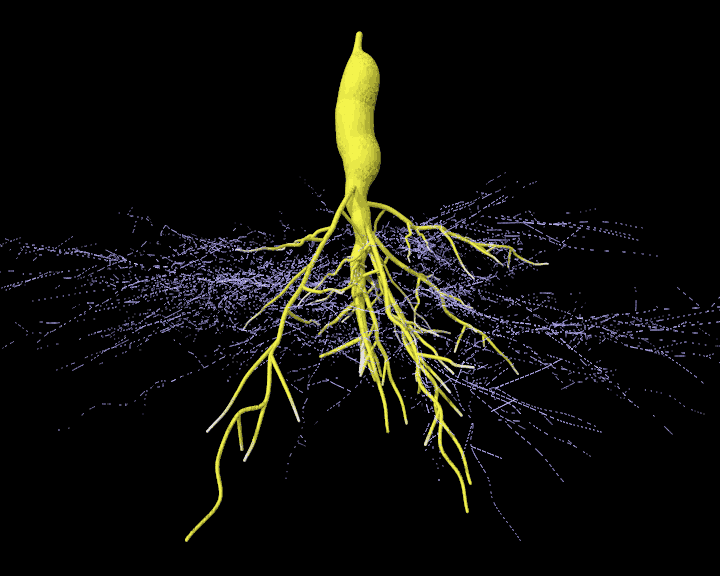 Farming with Mycorrhizal Fungi - Dr. Jozsef Racsko