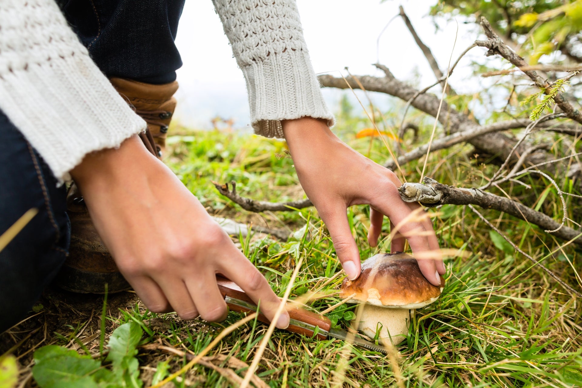 Super Mushrooms: Mushroom Superfoods | Mushroom Revival