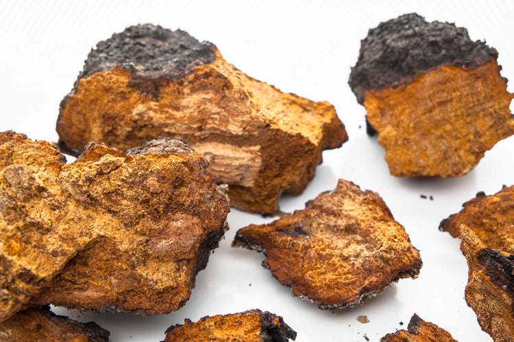 5 Chaga Mushroom Benefits for Skin // Mushroom Revival