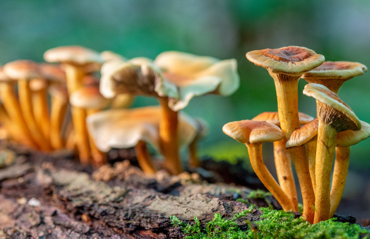 The Mushroom Life Cycle Broken Down Into 5 Stages