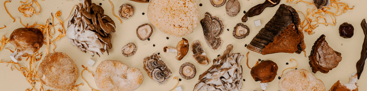 Adaptogenic Mushrooms for Hormone Health and More*
