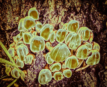 The History of Psilocybin: Magic Mushrooms Through the Ages