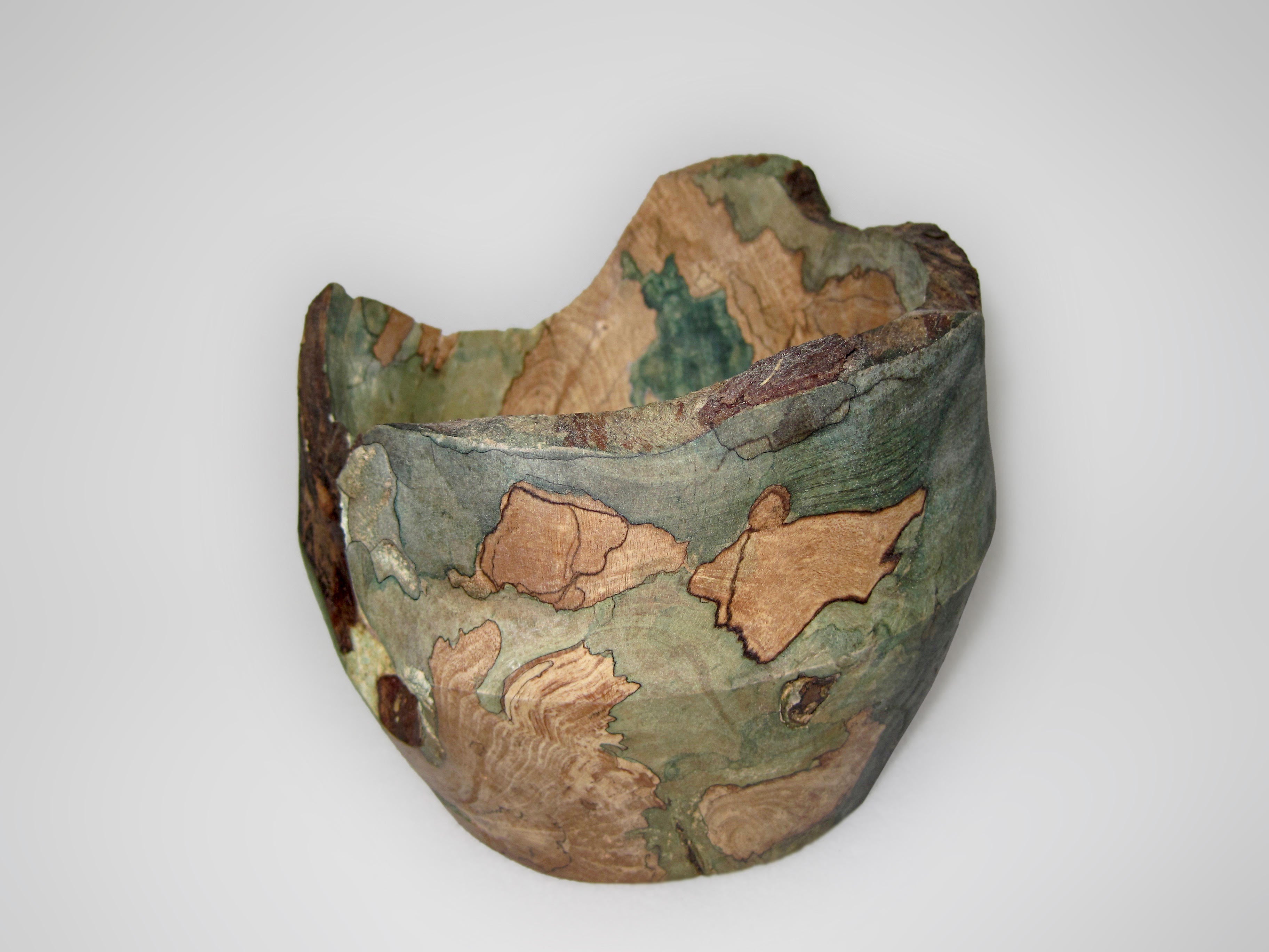 Spalting Fungi, Pigment Ecology & Wood Anatomy. Dr. Robinson